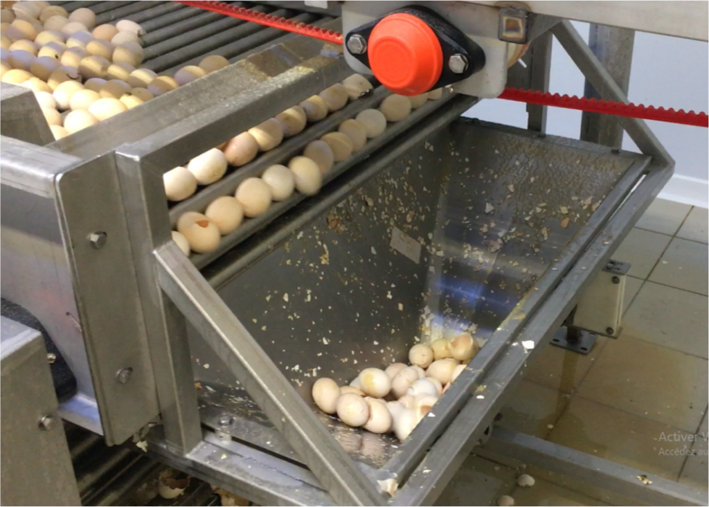 NECTRA | New Egg Chick Robotic Artificial vision & Automated Technologies