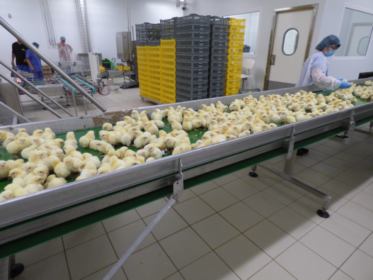 Chick Processing Room | NECTRA